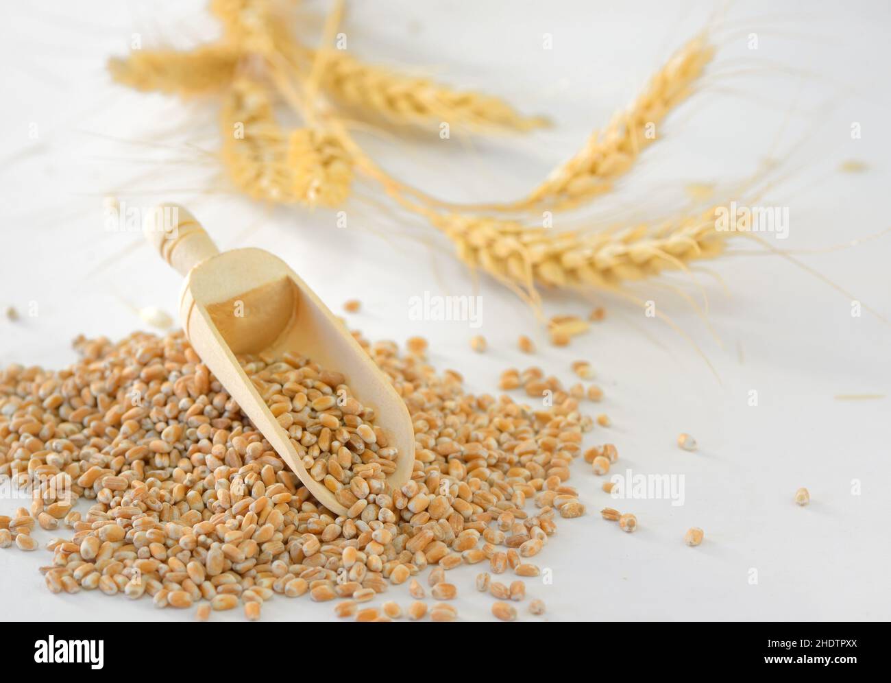 barley, barley grain, barleys, barley grains Stock Photo - Alamy