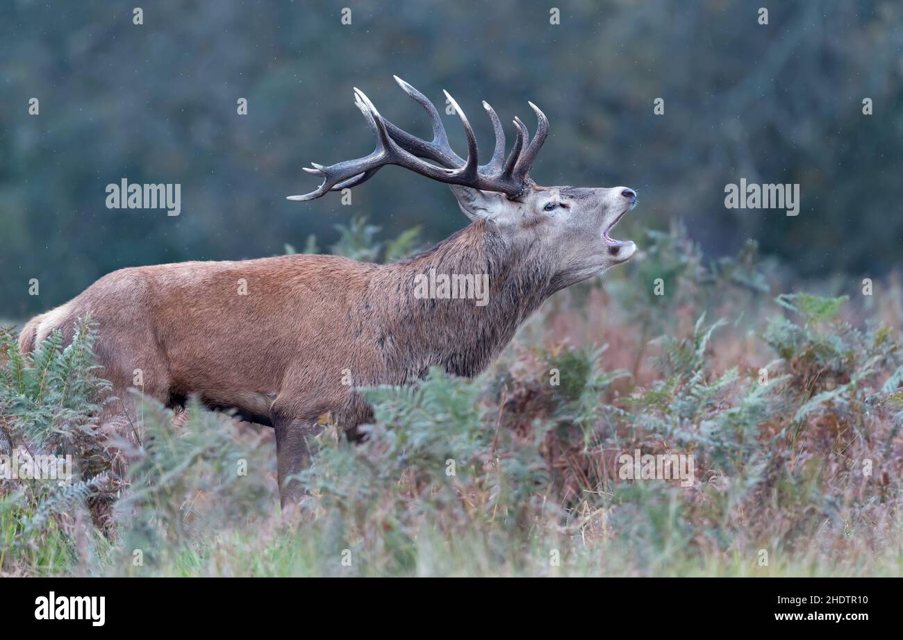 Close-up of a red deer stag calling during rutting season in autumn, UK ...