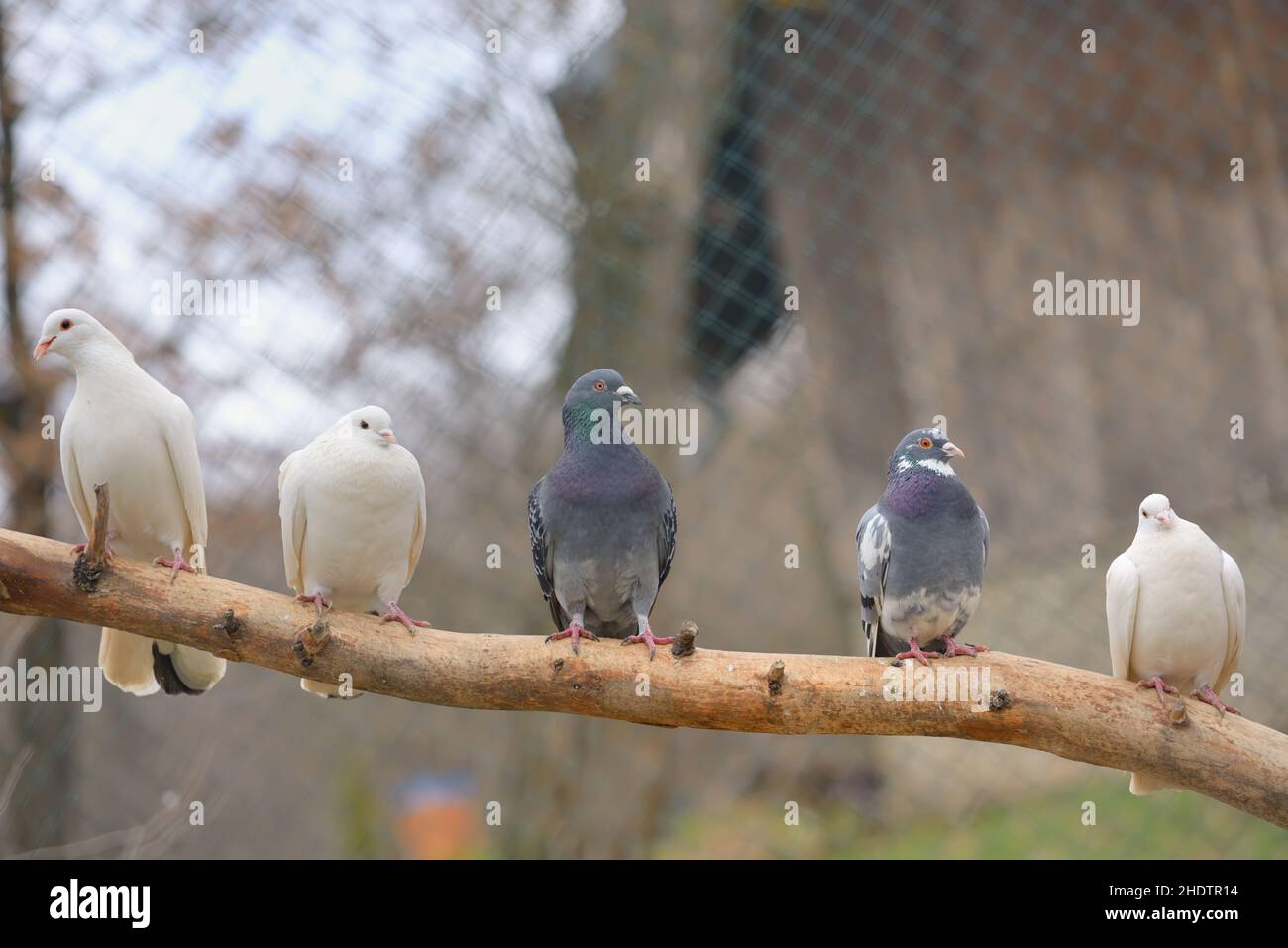 Rows of pigeons hi-res stock photography and images - Alamy