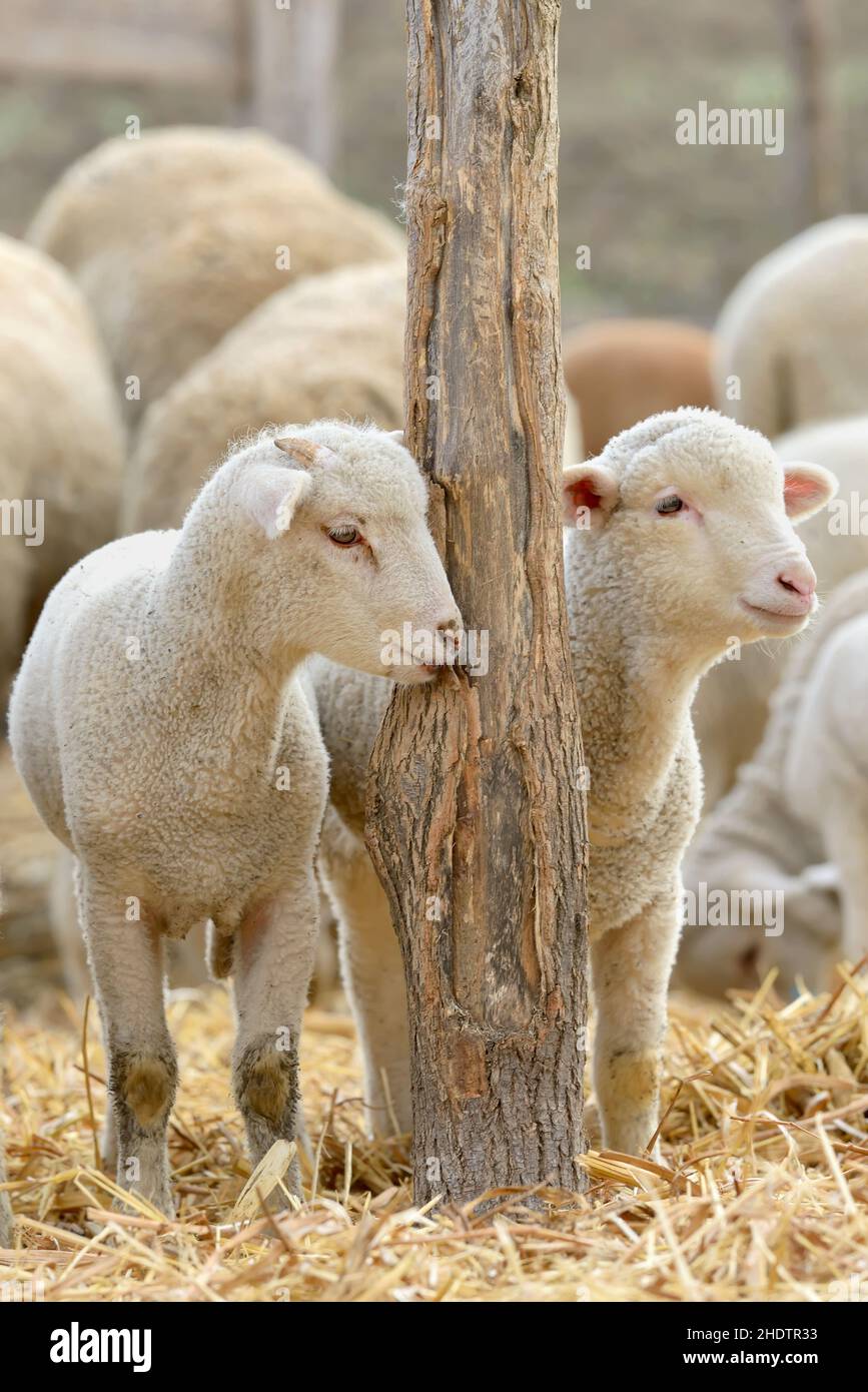 Sheeps and lambs hi-res stock photography and images - Alamy