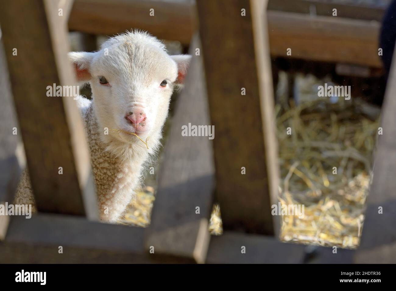 lamb, barn, lambs, barns Stock Photo - Alamy