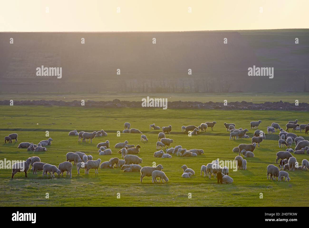 pasture, sheep, pastures, sheeps Stock Photo - Alamy