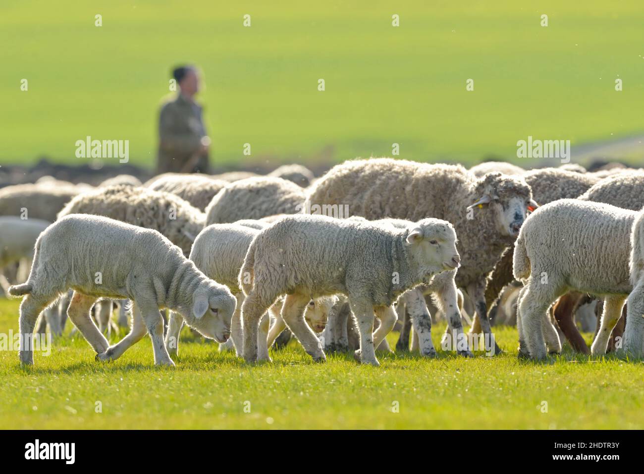 flock of sheep, flock of sheeps Stock Photo - Alamy