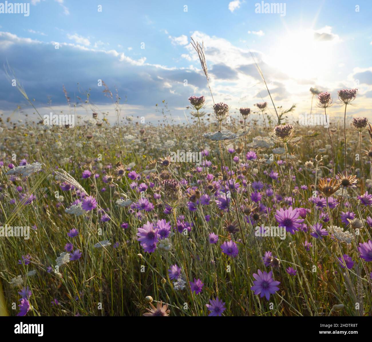 meadow, wild flower, meadows, wild flowers Stock Photo - Alamy