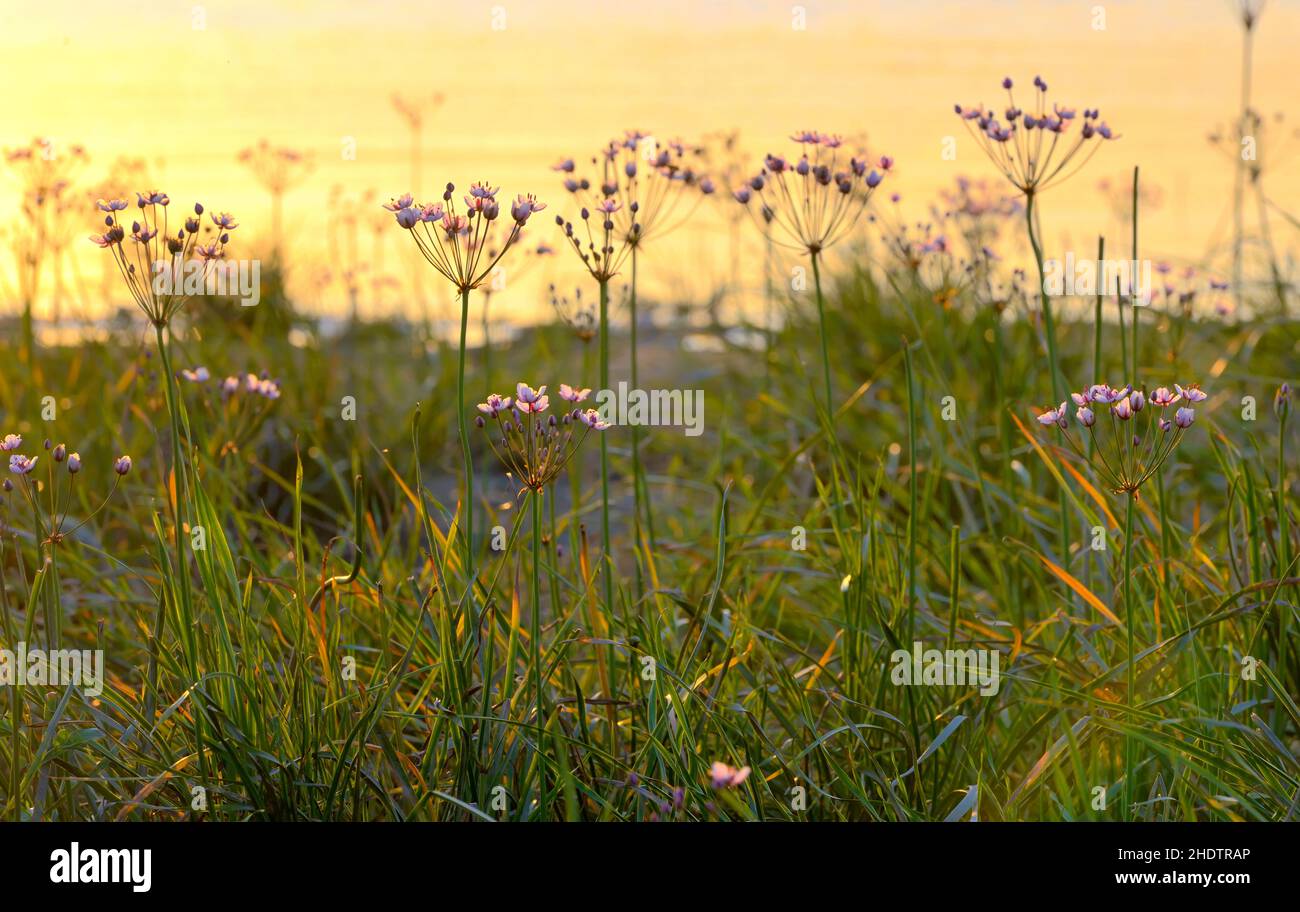 Flowering rush or grass rush hi-res stock photography and images - Alamy