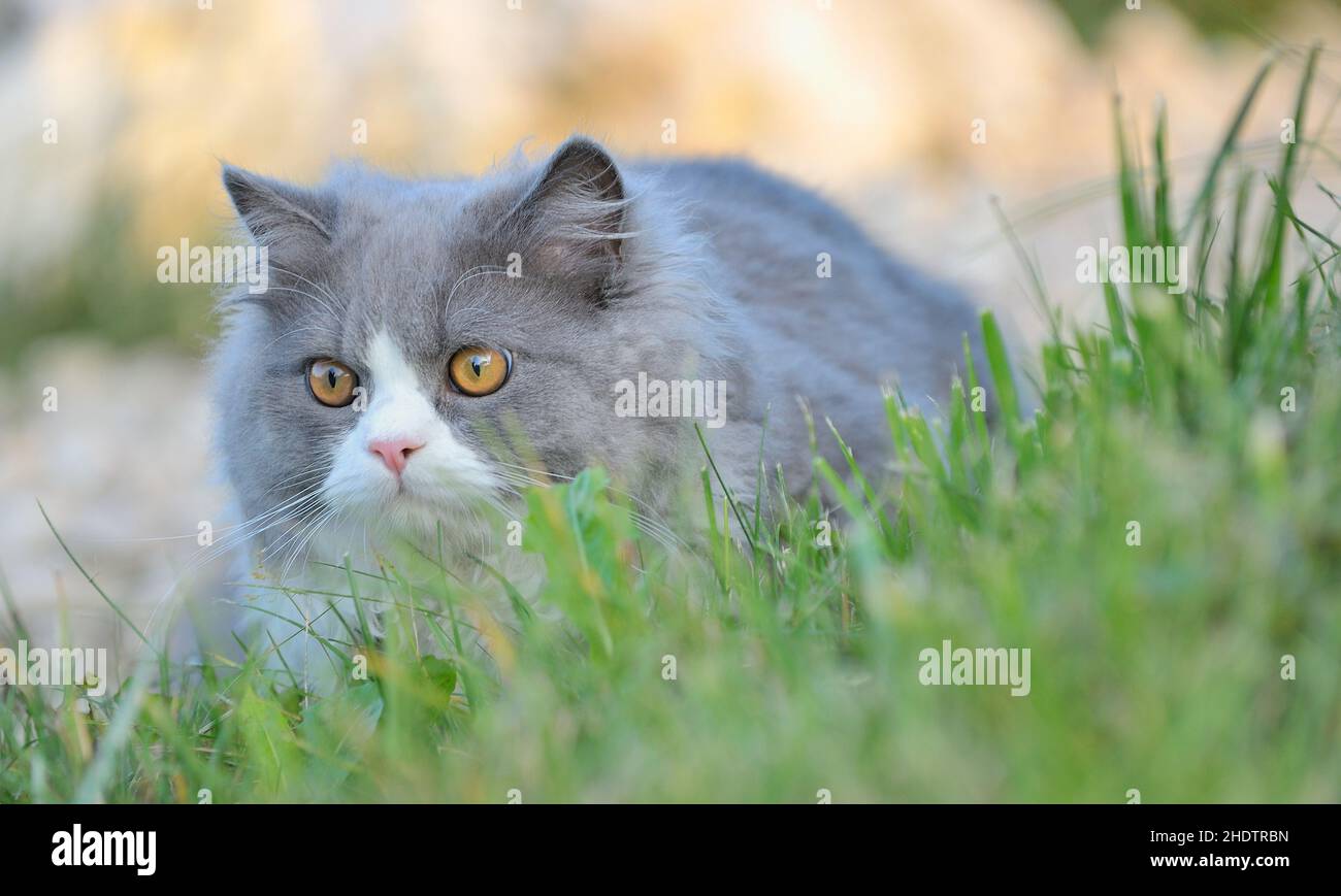 cat, lurking, cats Stock Photo - Alamy