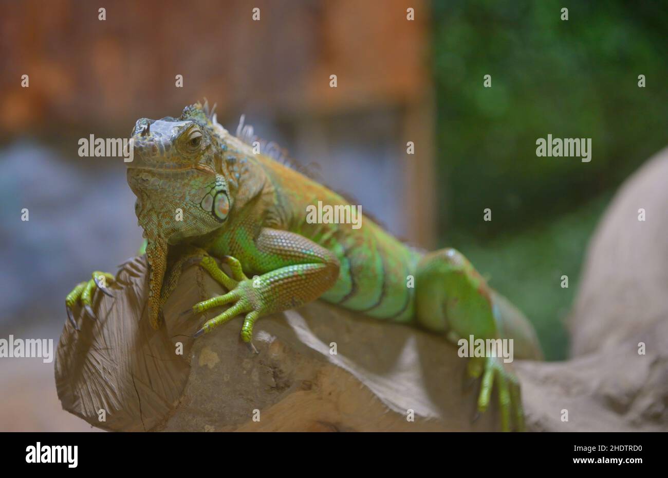green iguana, green iguanas Stock Photo - Alamy