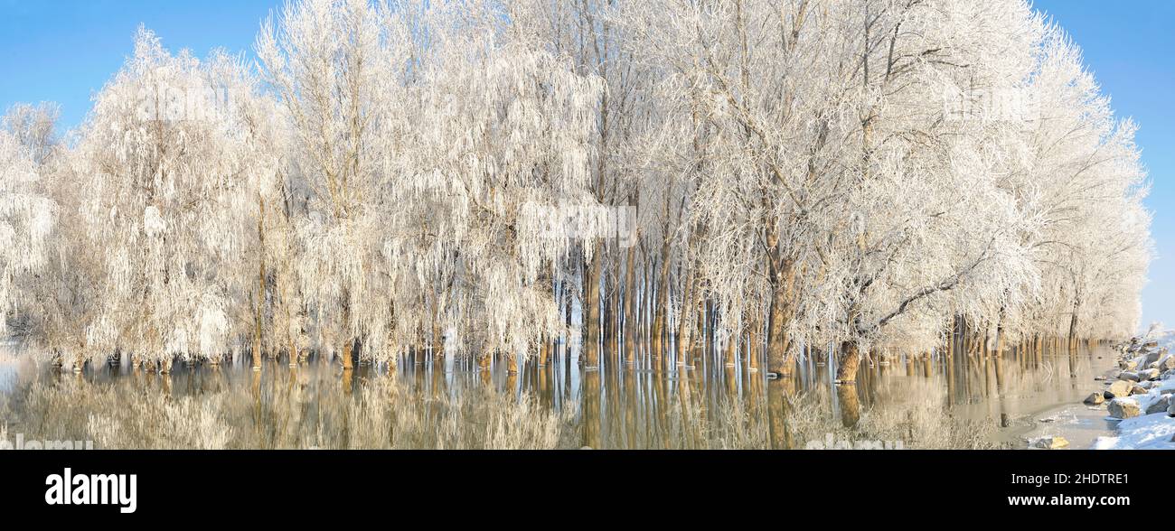tree, winter, rime, willow tree, trees, winters, rimes, willow trees ...