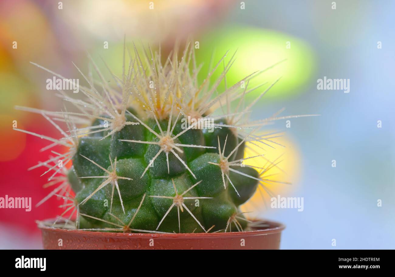 Orpine family hi-res stock photography and images - Alamy