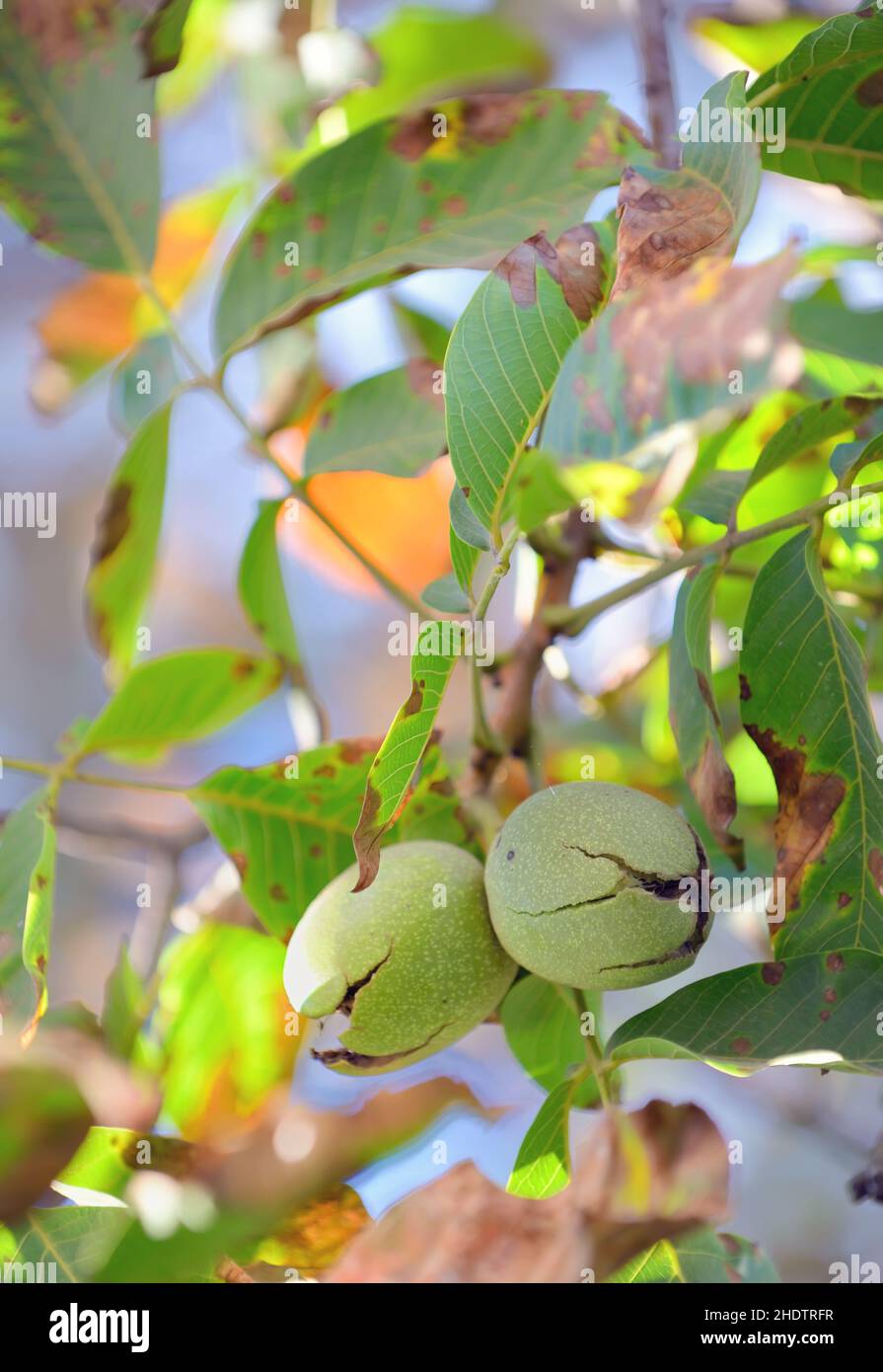 walnut tree, walnut trees Stock Photo - Alamy