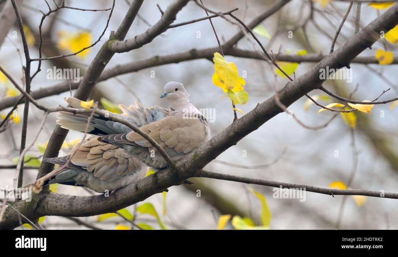 dove, turks deaf, doves Stock Photo - Alamy