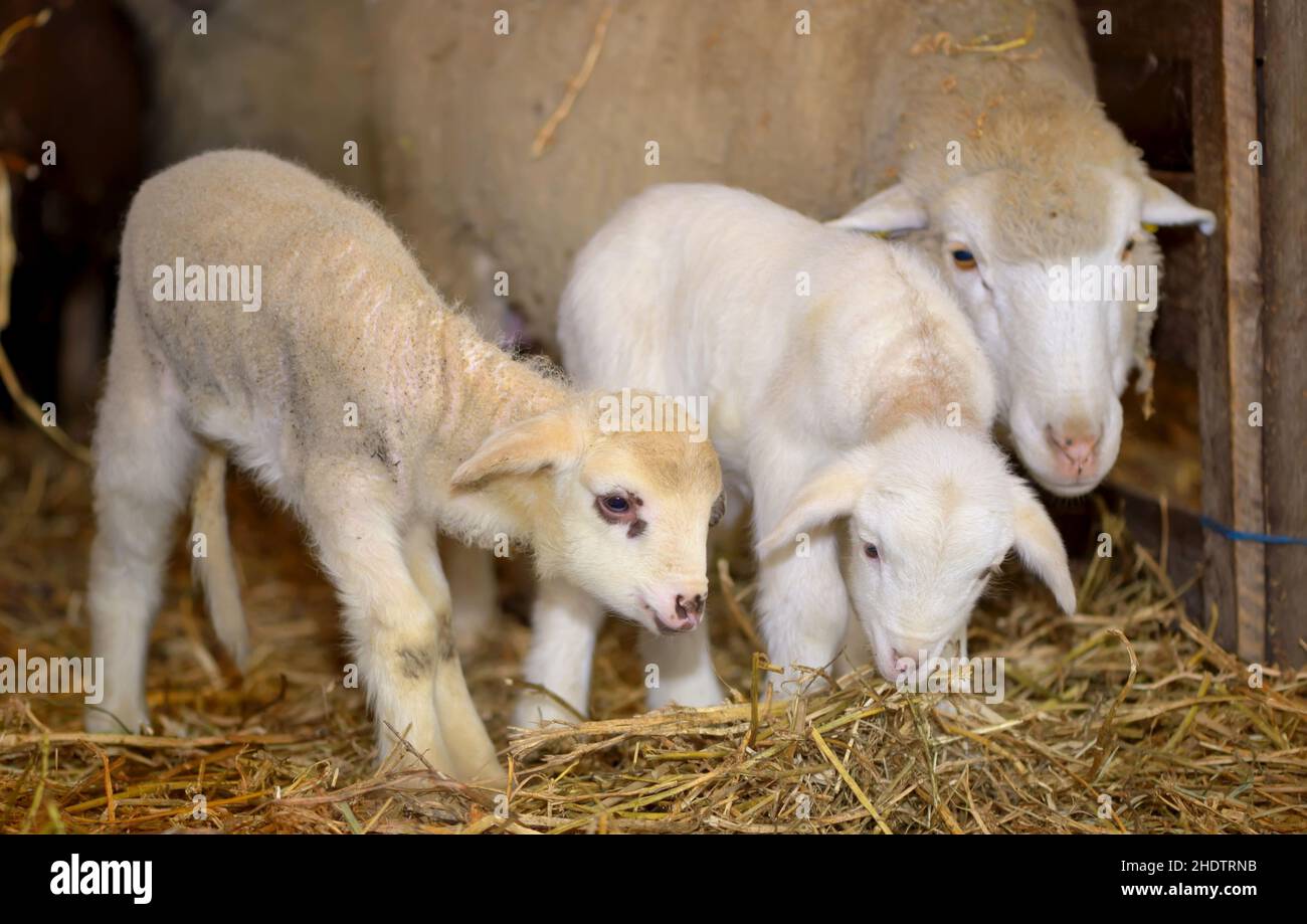 sheep, lamb, sheeps, lambs Stock Photo - Alamy