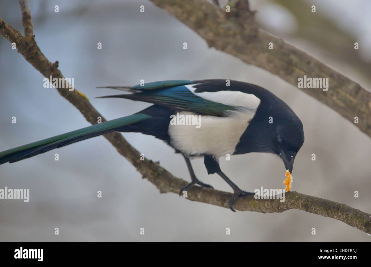 Magpies birds animals hi-res stock photography and images - Alamy