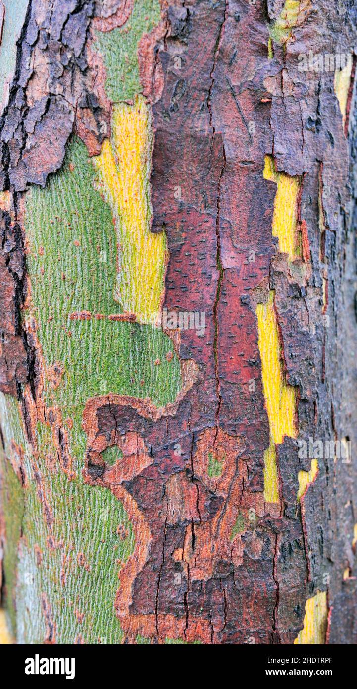 tree bark, barks Stock Photo - Alamy