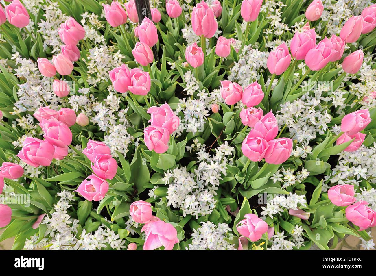 tulips bloom, flower bed, tulip bed, tulips blooms, flower beds, tulip ...