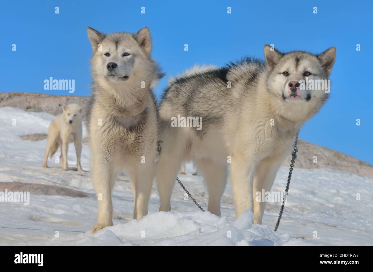 sled dog, sled dogs Stock Photo - Alamy