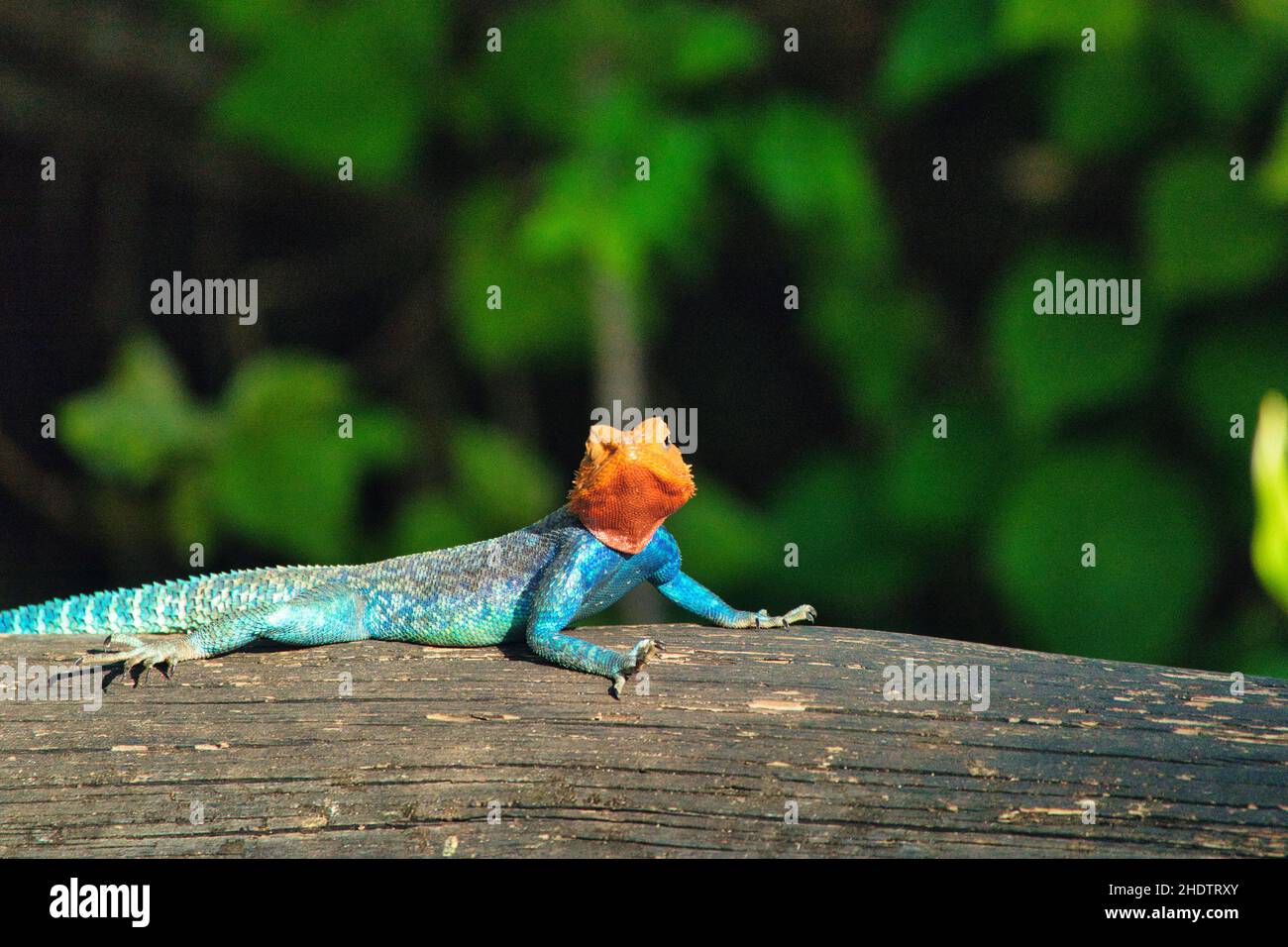 Gecko, Echsen, Agame im Nationalpark Tsavo Ost und Tsavo West in Kenia Stock Photo - Alamy