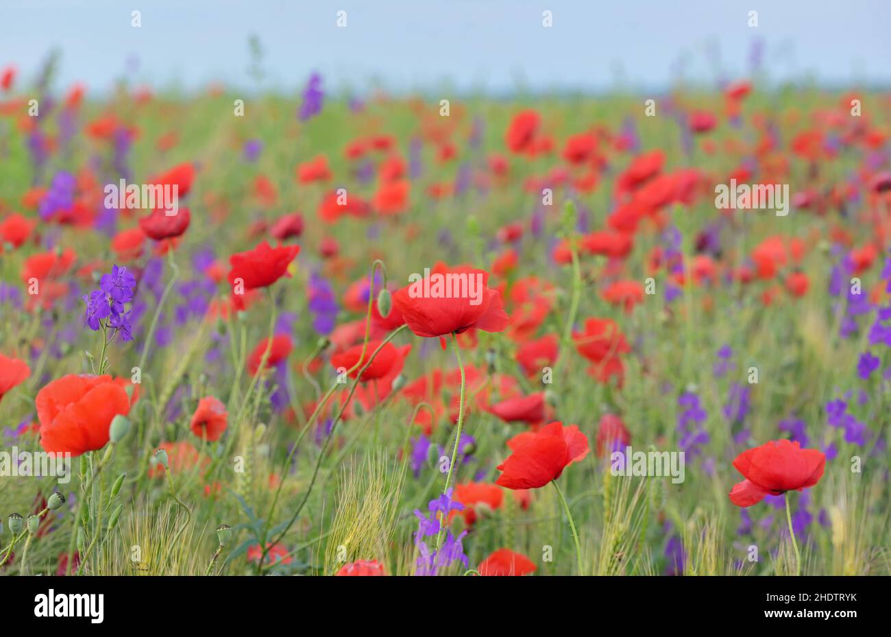 wildflower, wild meadow, wildflowers, wild meadows Stock Photo - Alamy