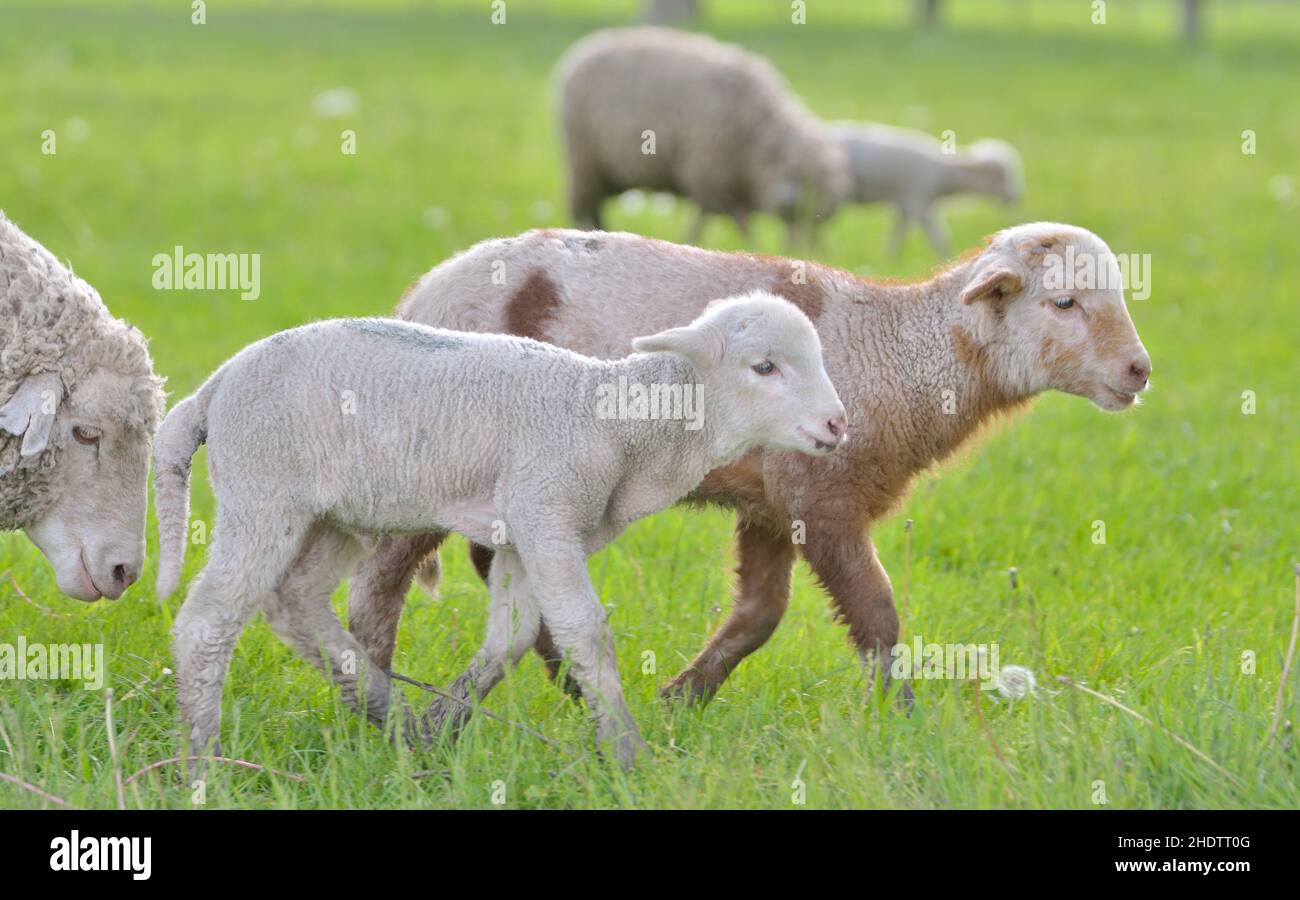 sheep, lamb, sheeps, lambs Stock Photo - Alamy