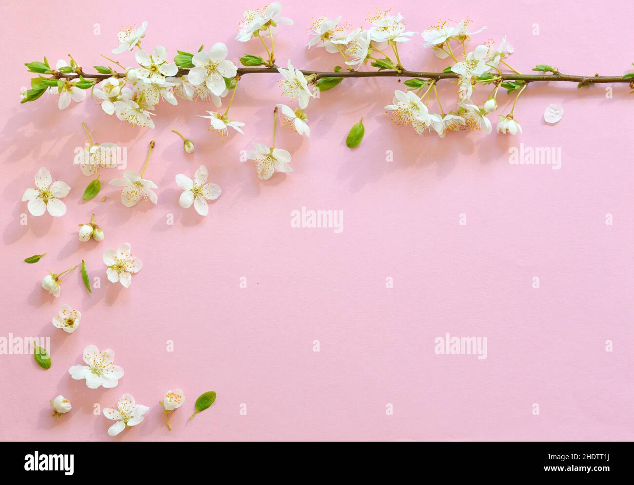 cherry blossom, flower frame, cherry blossoms, flower frames Stock ...
