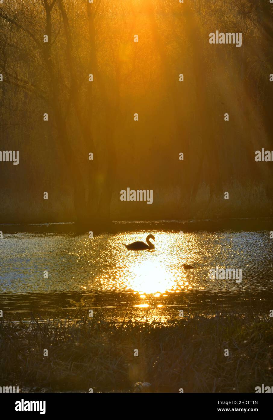 sunlight, silhouette, swan, sun ray, sun rays, sunbeam, sunbeams ...
