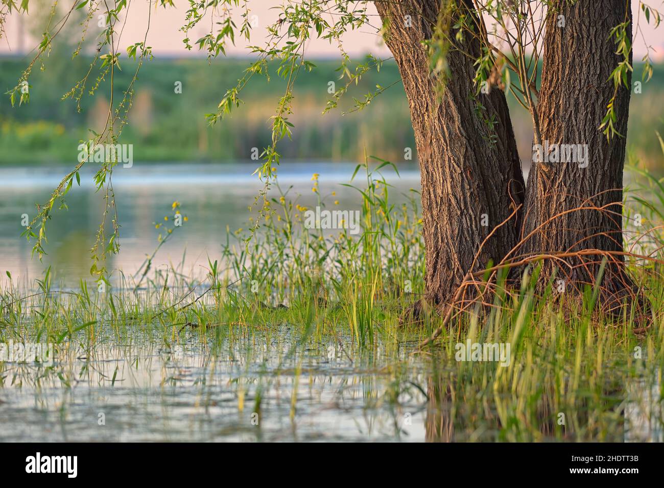 Weeping Willow Lake Weeping Willows Lakes Stock Photo Alamy