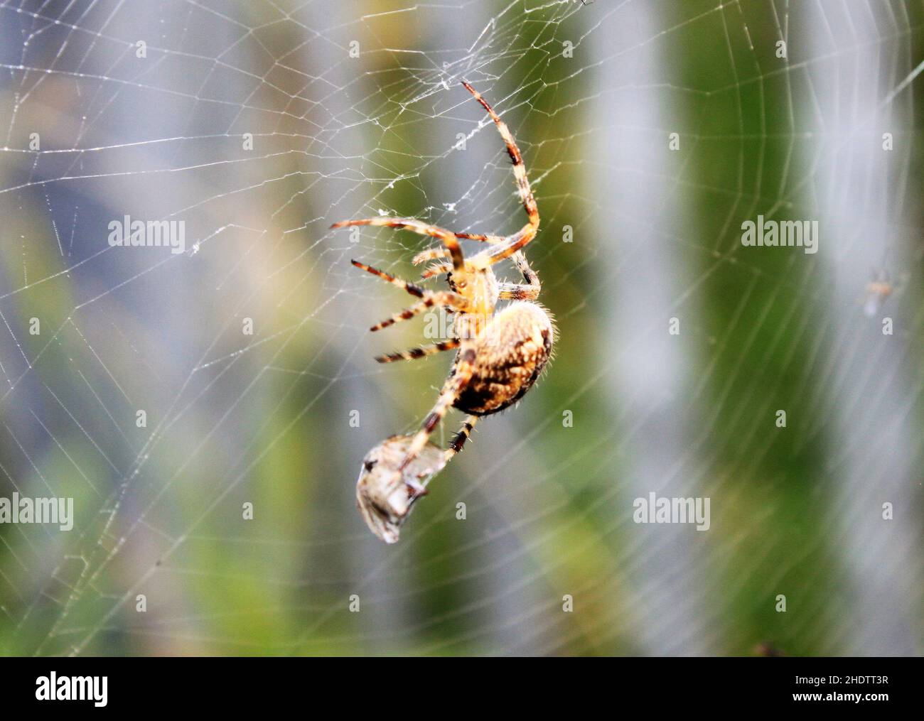 a cross spider in its web seen from below against dark green background ...