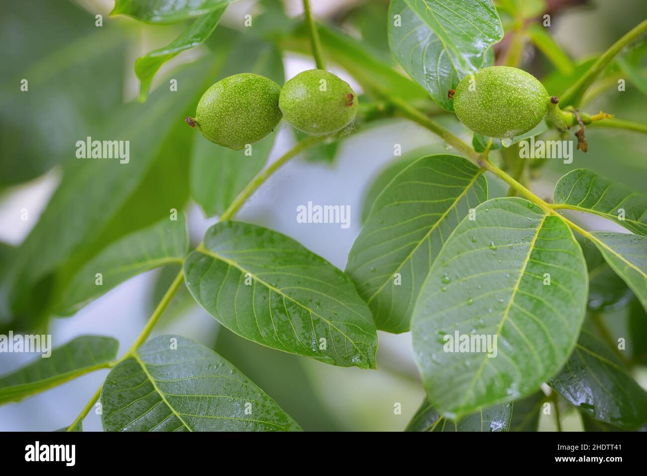 Walnut walnut hi-res stock photography and images - Alamy