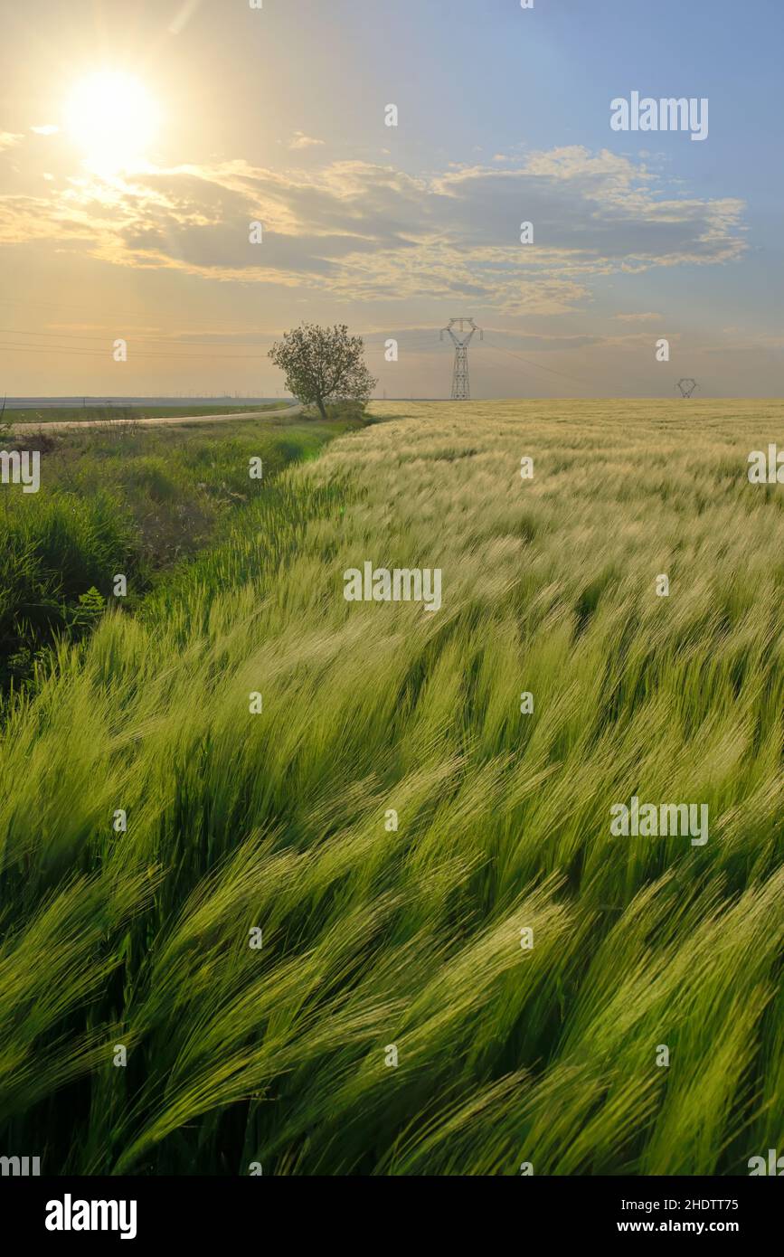 Sun ryes hi-res stock photography and images - Alamy