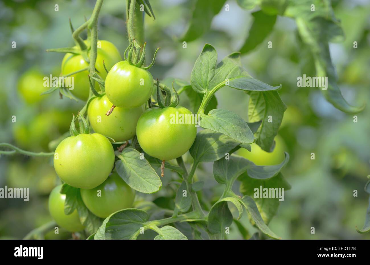 unripe, tomato plant, unripes, tomato plants Stock Photo - Alamy
