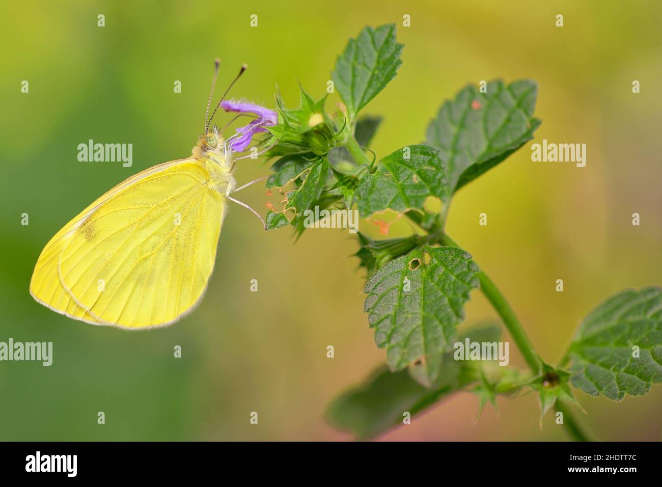 butterfly, Sleepy Orange , butterflies Stock Photo - Alamy
