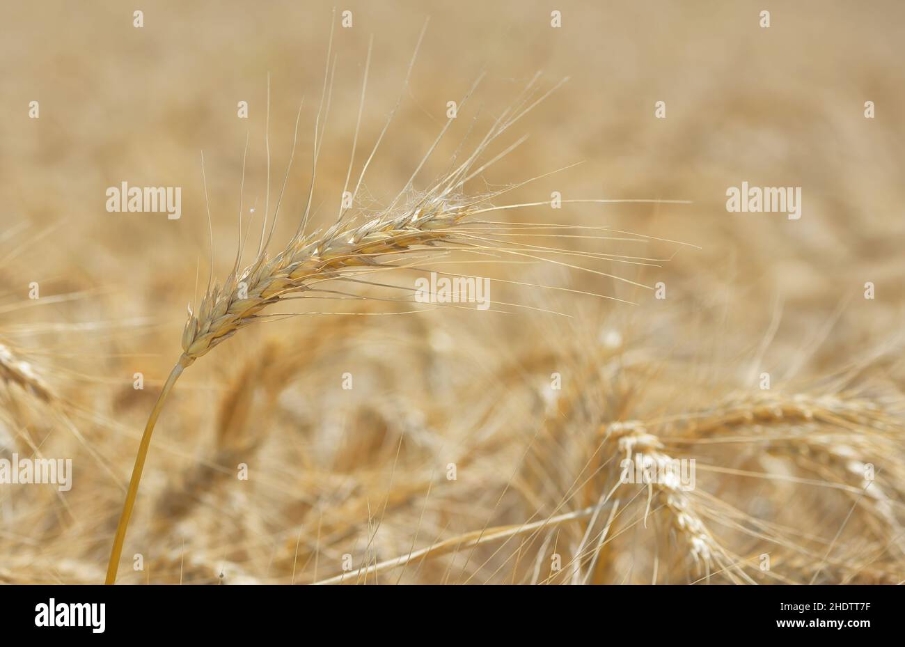 grain, wheat field, grains, wheat fields Stock Photo - Alamy