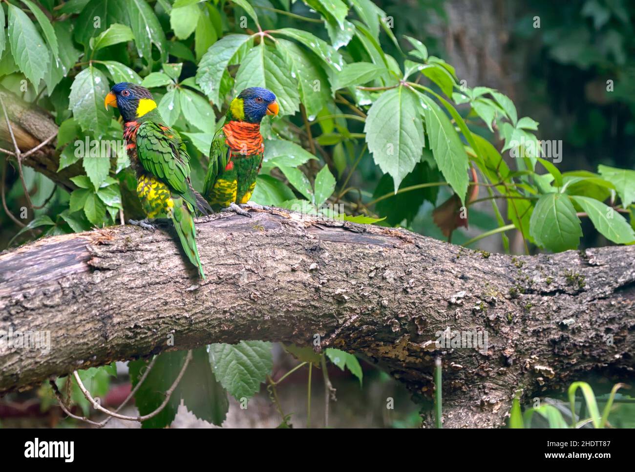 Black naped lory hi-res stock photography and images - Alamy