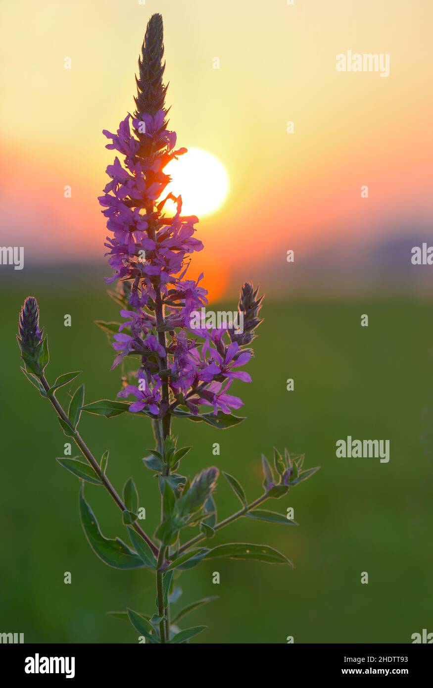 Larkspurs hi-res stock photography and images - Alamy