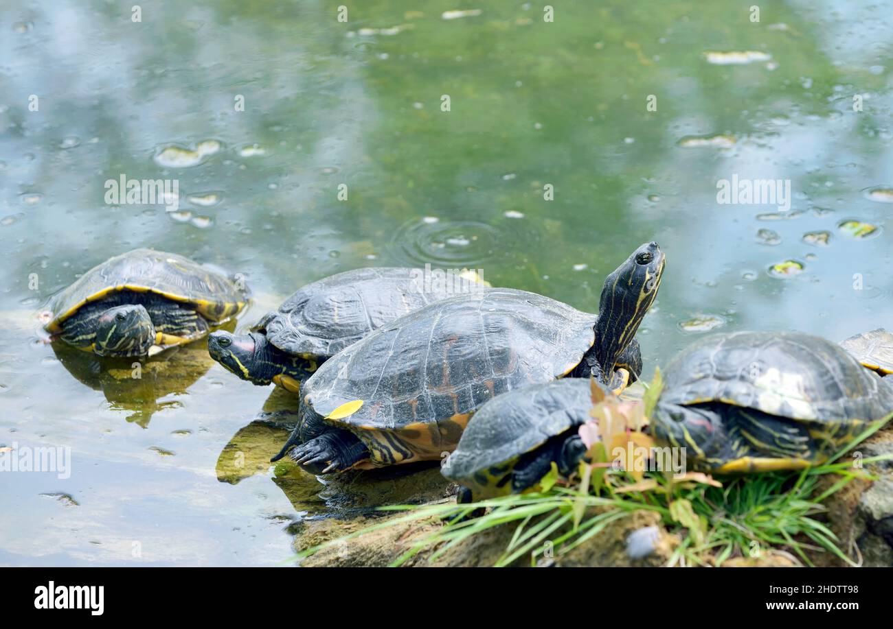 turtle, red eared slider, turtles Stock Photo - Alamy