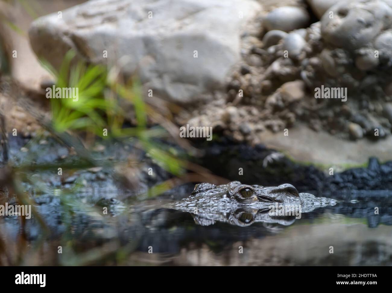 Alligator & crocodiles hi-res stock photography and images - Alamy