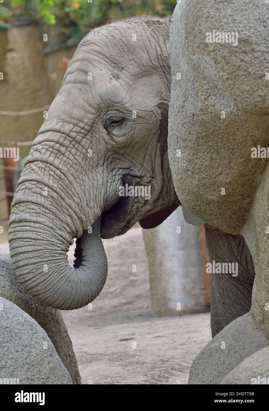 elephant, captivity, elephants, captivities Stock Photo - Alamy