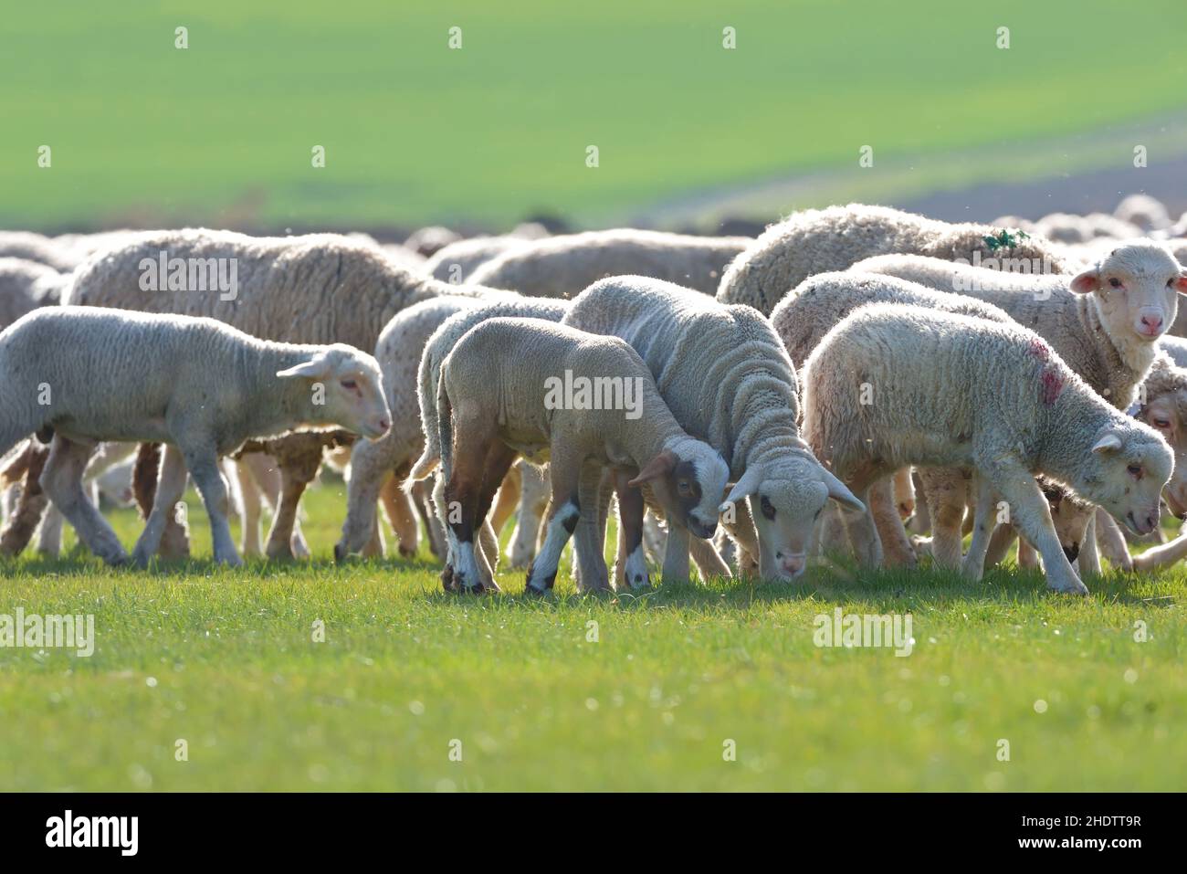 grazing, lambs, lamb Stock Photo - Alamy
