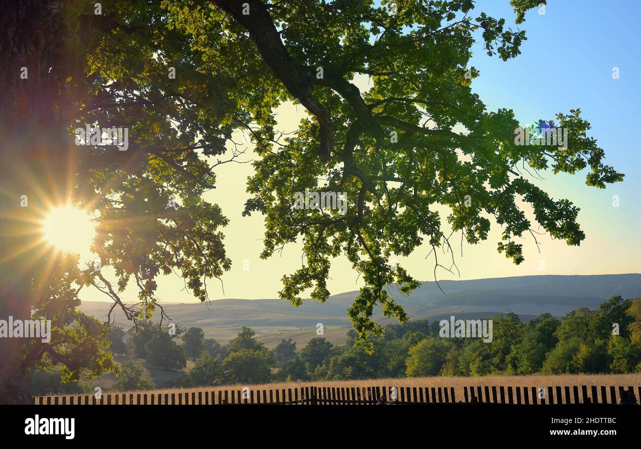 sunlight, tree, oak tree, sun ray, sun rays, sunbeam, sunbeams ...