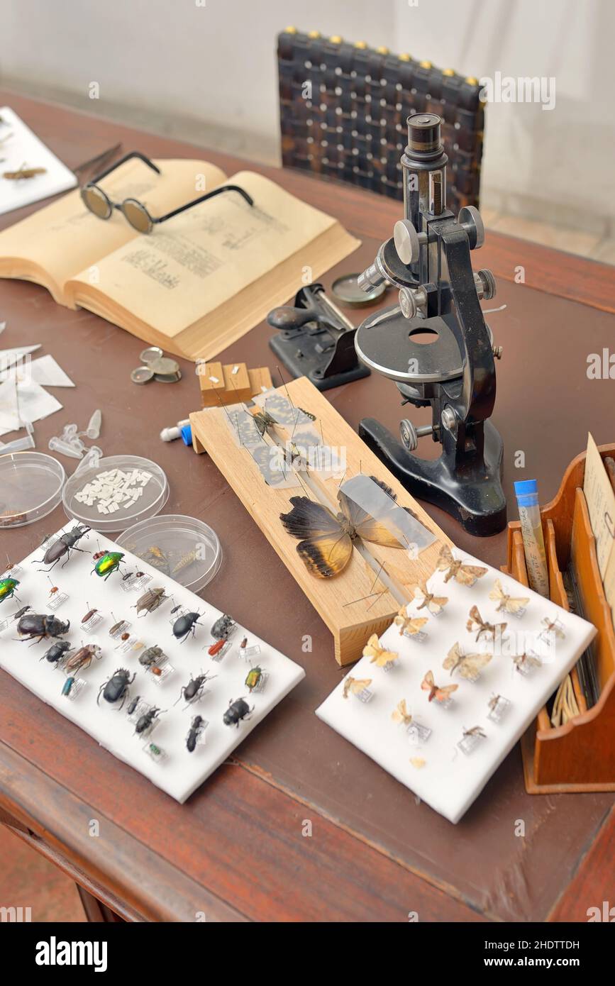 research, collecting, entomology, researchs Stock Photo - Alamy