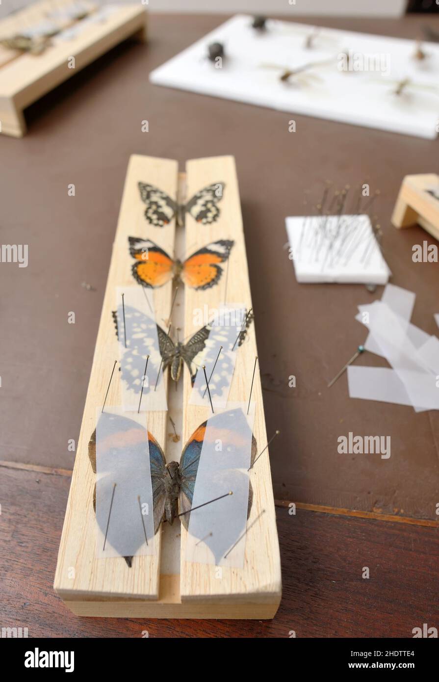 butterflies, entomology, insects collection, butterfly Stock Photo - Alamy