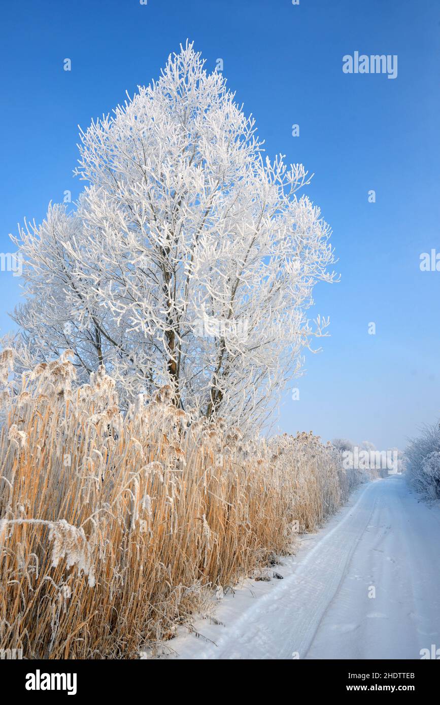 winter landscape, snowy, road, landscape, landscapes, winter landscapes ...