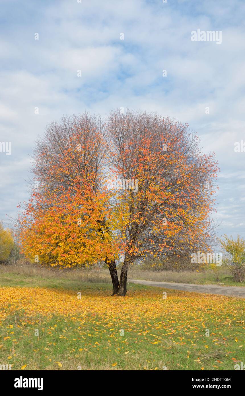 tree, autumn colors, trees, fall Stock Photo - Alamy