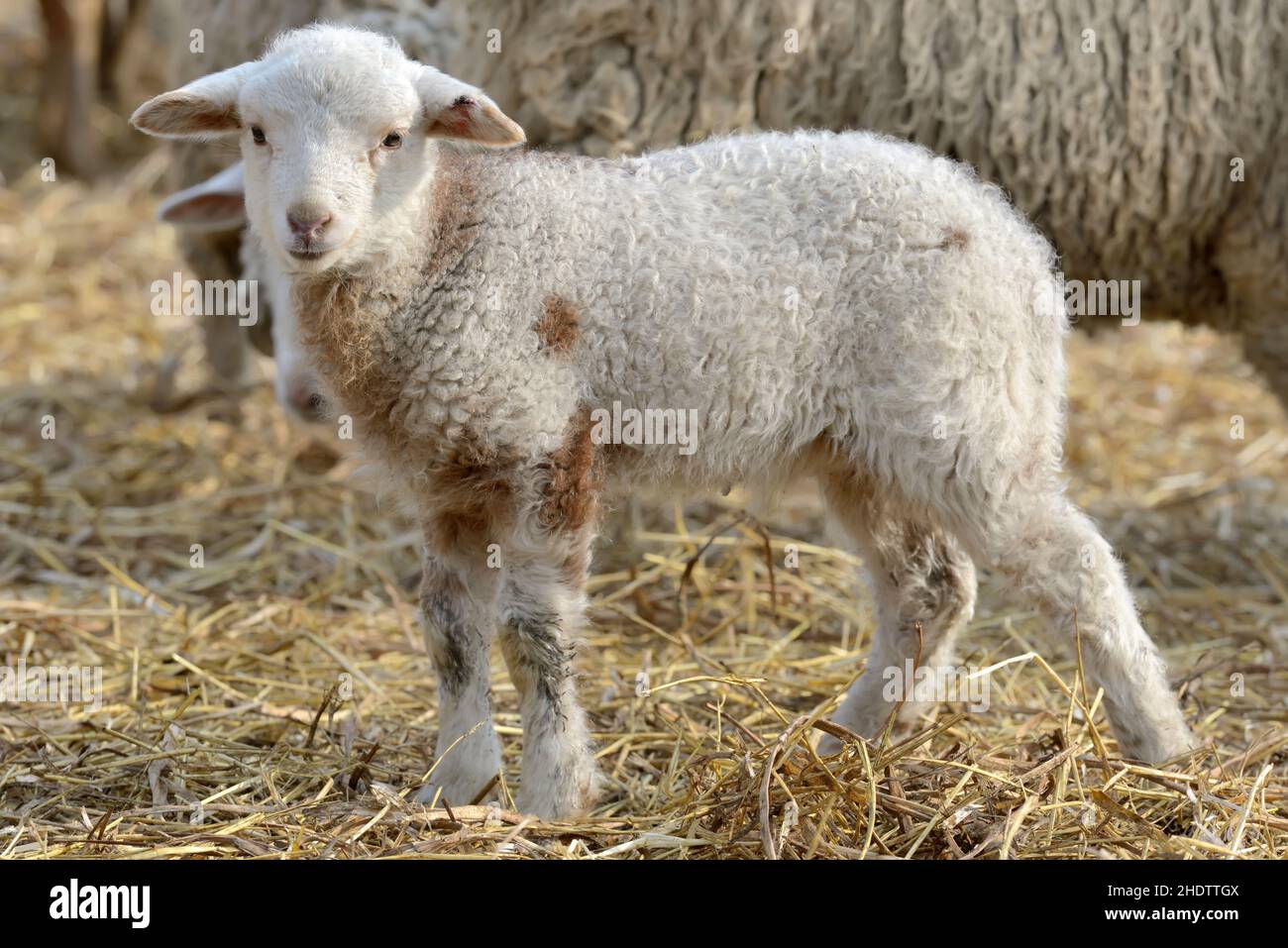 Lamb colors hi-res stock photography and images - Alamy
