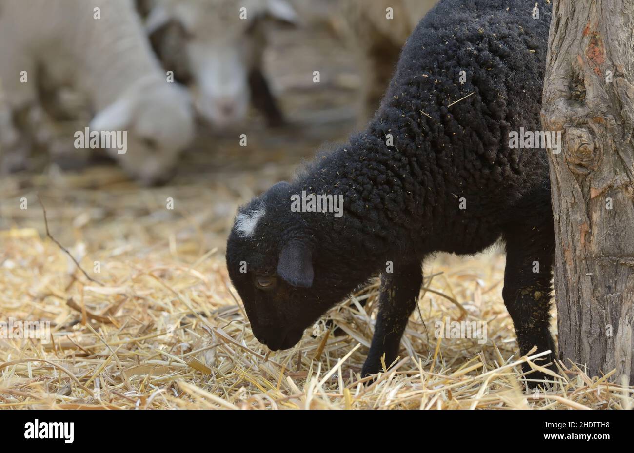 Lamb colors hi-res stock photography and images - Alamy