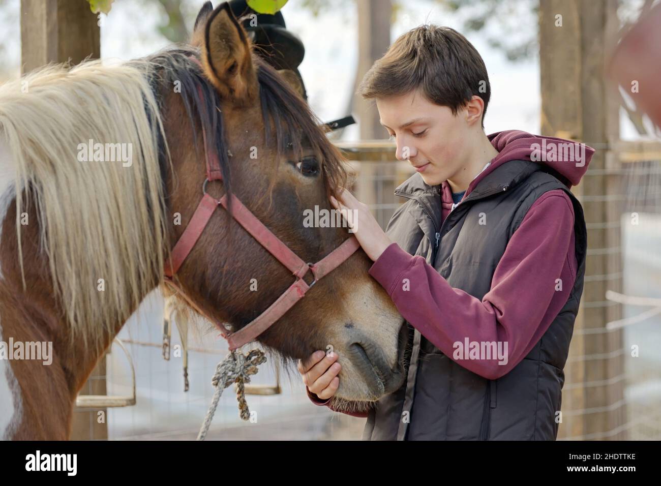 boy, horse, stroking, riding holidays, boys, horses, ride, riding Stock ...