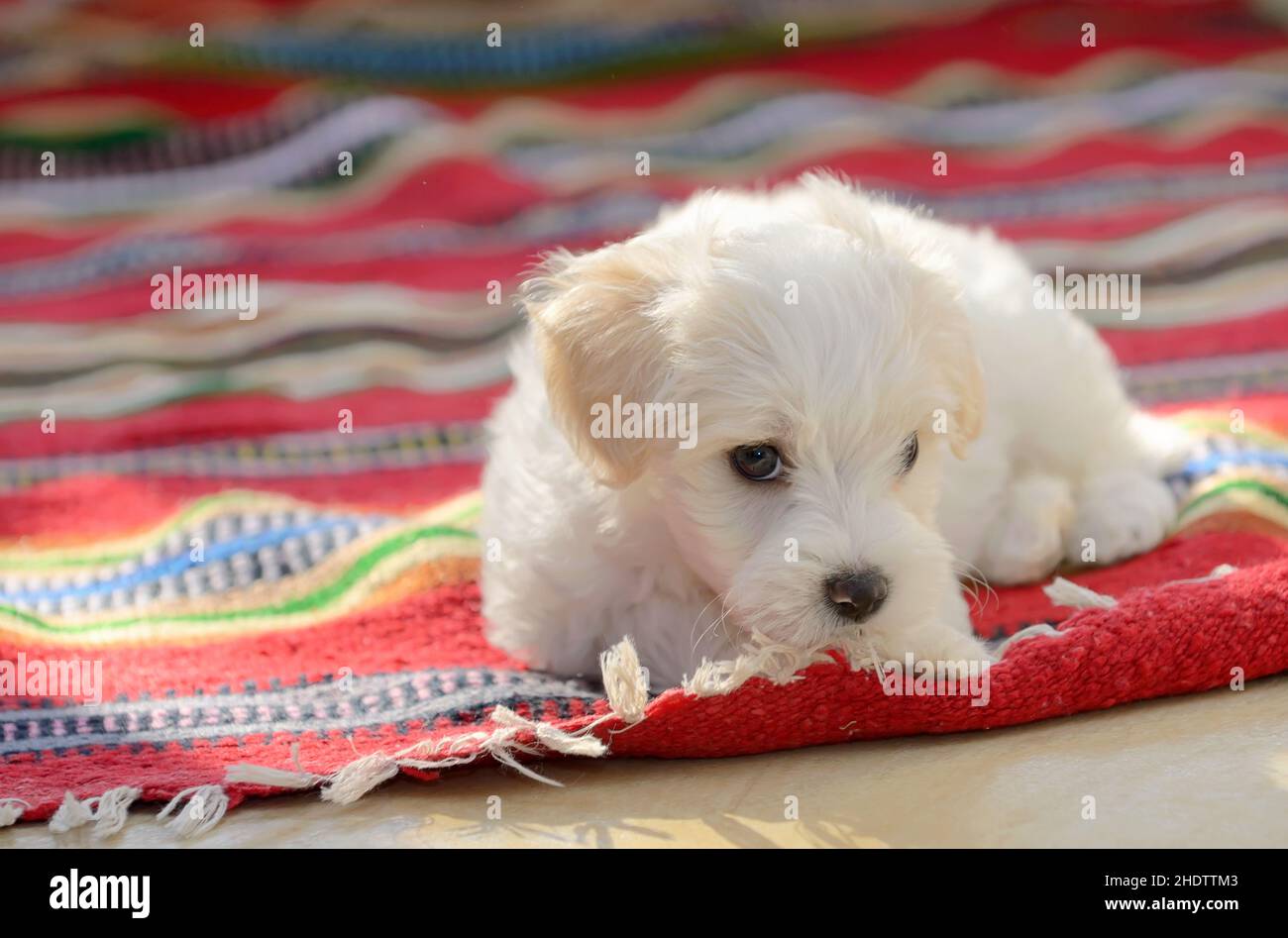 puppy dogs, malteser, puppy dog, maltesers Stock Photo - Alamy