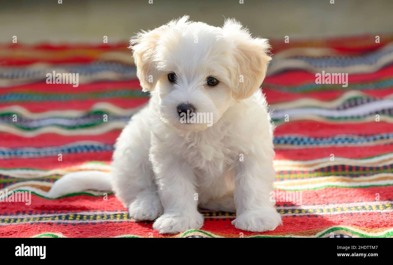 puppy dogs, malteser, puppy dog, maltesers Stock Photo - Alamy