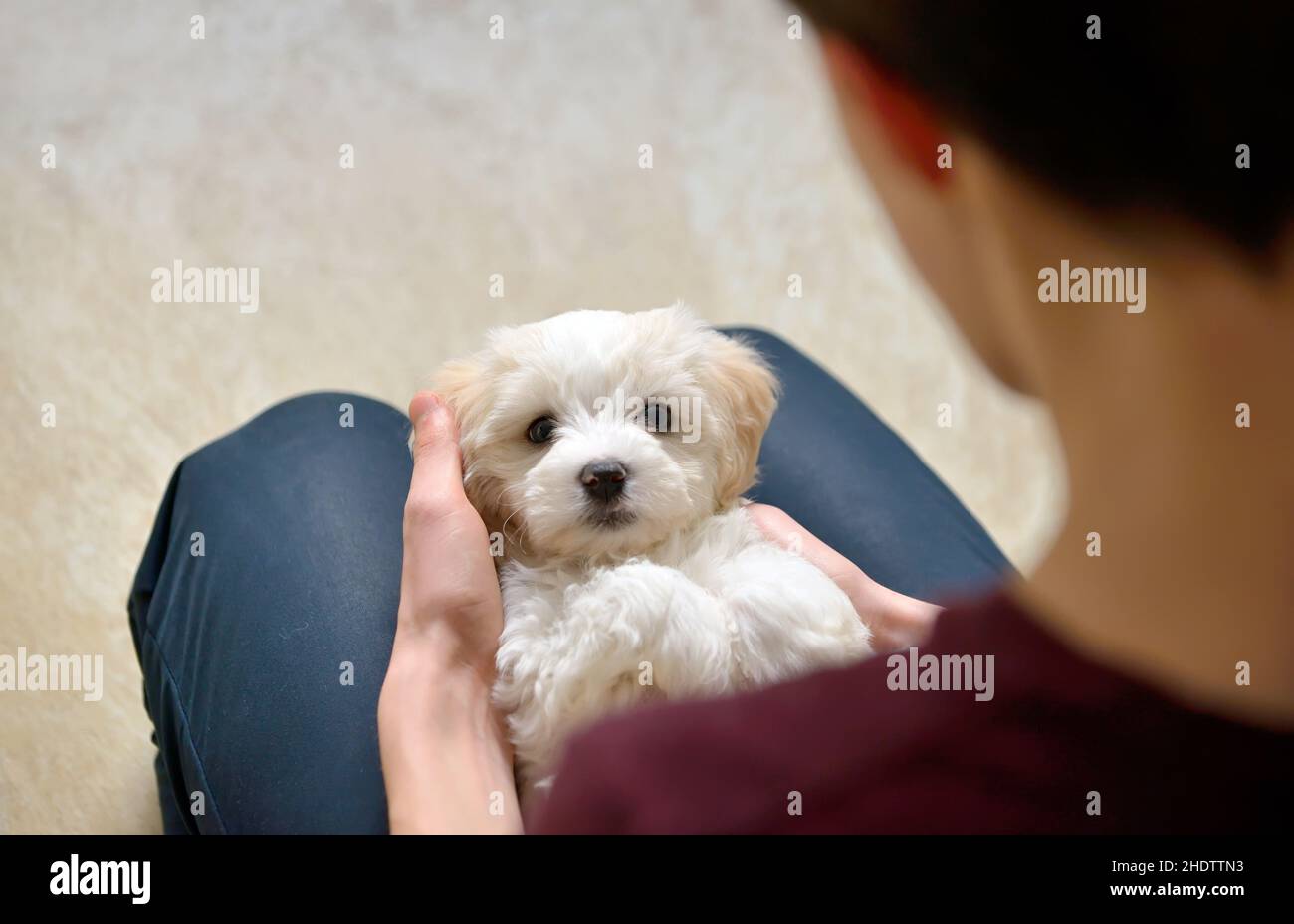 Boys and their dogs hi-res stock photography and images - Alamy