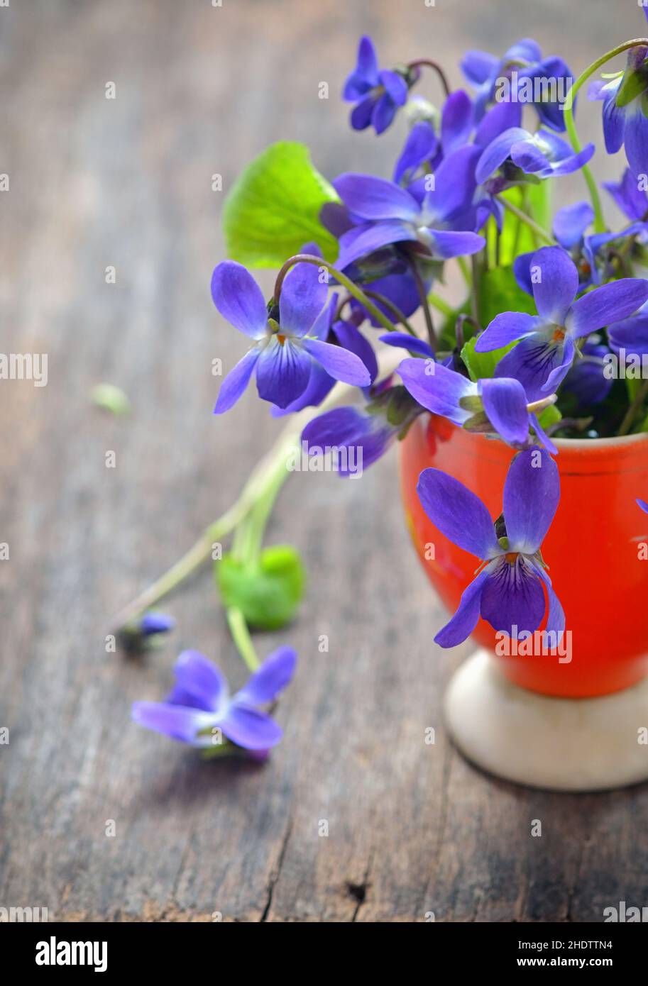 Violets flowers bouquet hi-res stock photography and images - Alamy